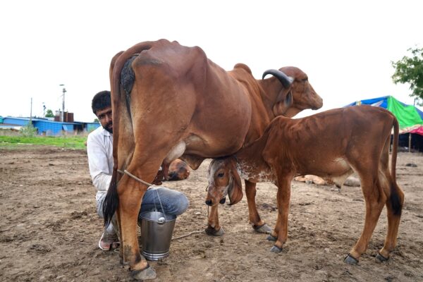 राष्ट्रीय पशुधन मिशन (National Livestock Mission) क्या है, इसके बारे ...